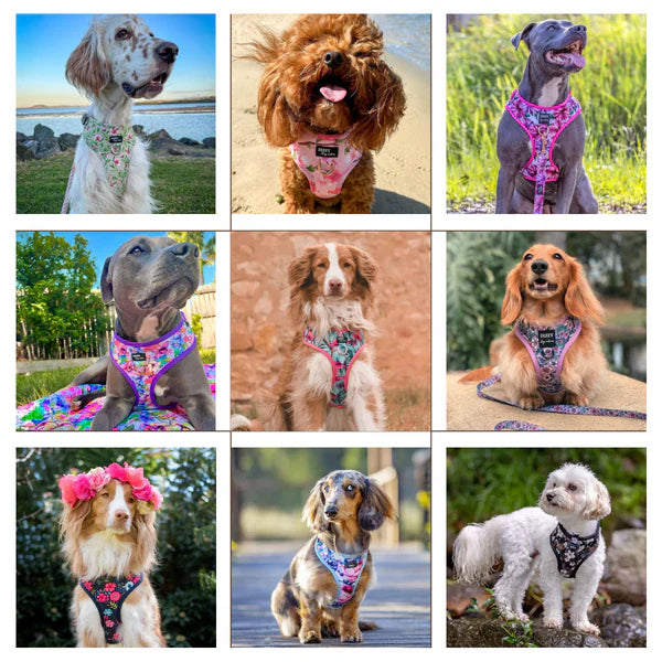 Accessories for Dogs – Cuddle Crew